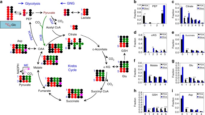 Noninvasive liquid diet delivery of stable isotopes into mouse models ...