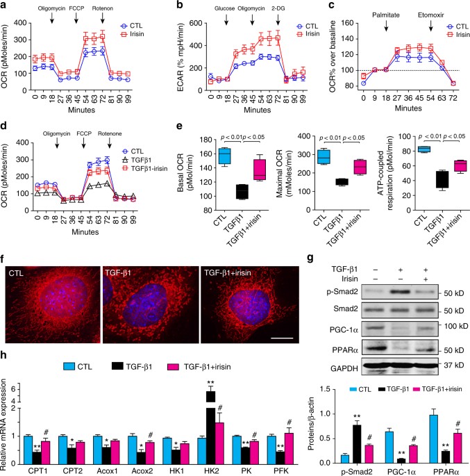 Myokine mediated muscle-kidney crosstalk suppresses metabolic ...