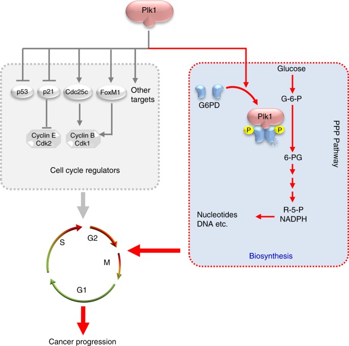 Polo-like kinase 1 coordinates biosynthesis during cell cycle ...