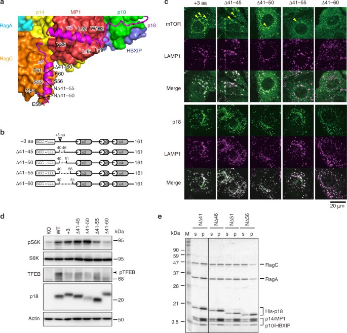 Structural basis for the assembly of the Ragulator-Rag GTPase complex ...