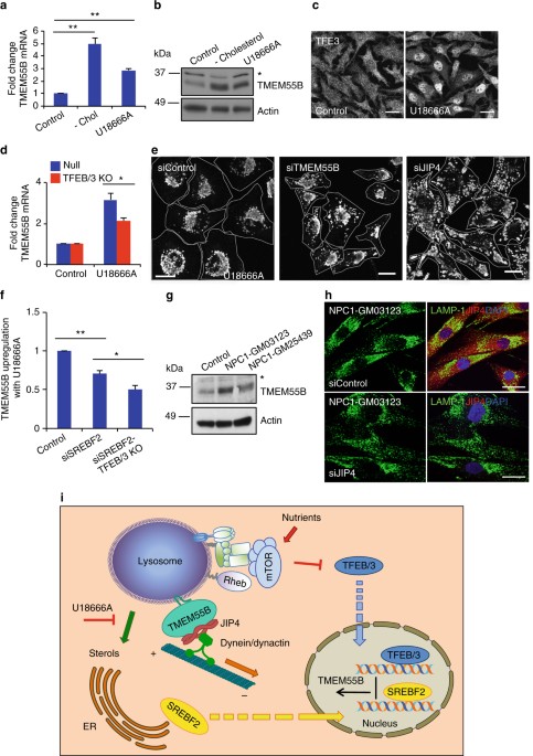 TFEB regulates lysosomal positioning by modulating TMEM55B expression ...