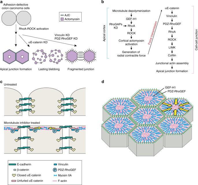 Induced cortical tension restores functional junctions in adhesion ...