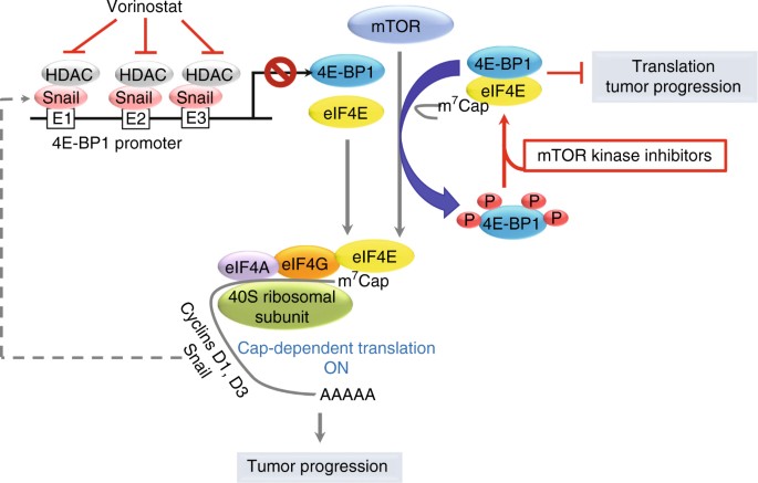 Snail determines the therapeutic response to mTOR kinase inhibitors by ...