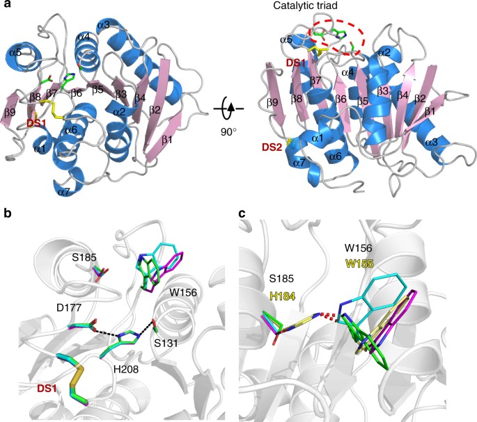 Structural insight into catalytic mechanism of PET hydrolase | Nature ...