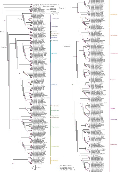 Evolutionary history of Coleoptera revealed by extensive sampling of ...