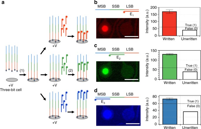 DNA multi-bit non-volatile memory and bit-shifting operations using addressable electrode arrays ...