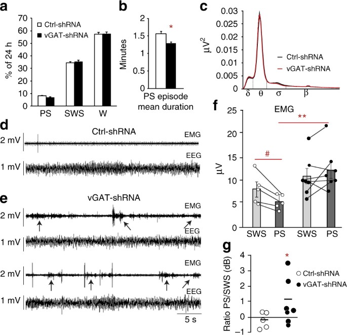 Ventromedial medulla inhibitory neuron inactivation induces REM sleep ...