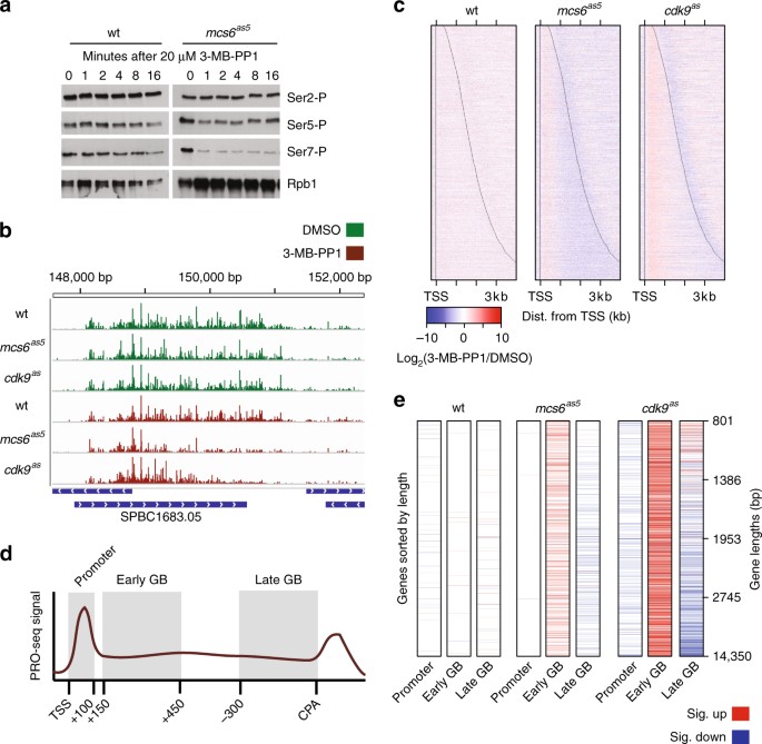 Cdk9 regulates a promoter-proximal checkpoint to modulate RNA ...