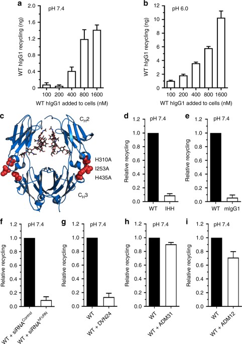 A human endothelial cell-based recycling assay for screening of FcRn ...