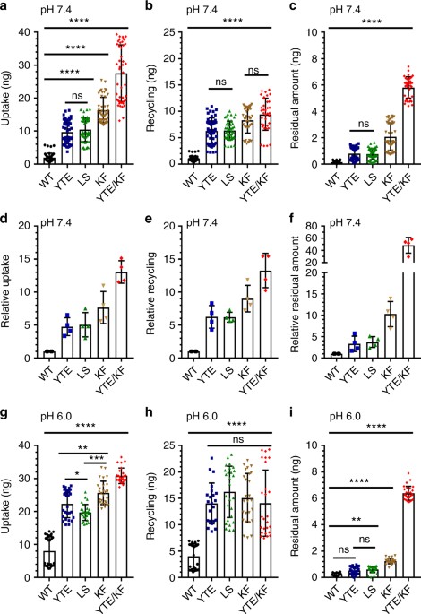A human endothelial cell-based recycling assay for screening of FcRn ...