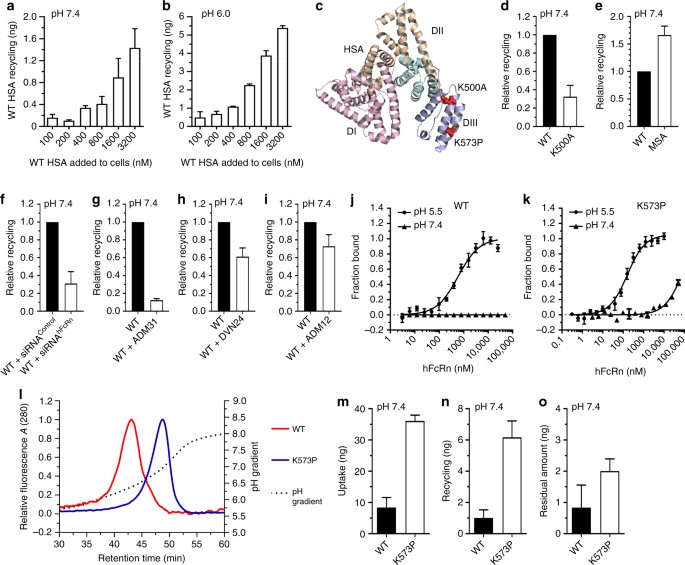 A human endothelial cell-based recycling assay for screening of FcRn ...