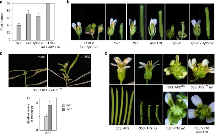 Genetic control of meristem arrest and life span in Arabidopsis by a ...