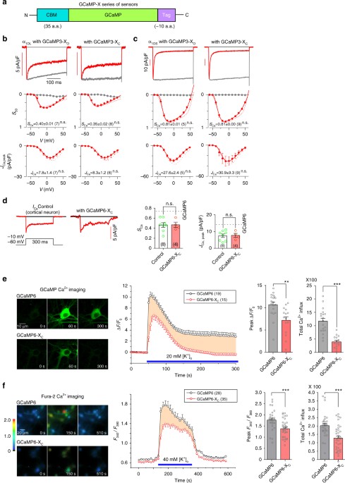Improved calcium sensor GCaMP-X overcomes the calcium channel ...