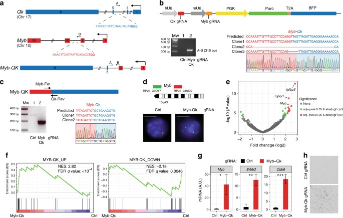Somatic genome editing with the RCAS-TVA-CRISPR-Cas9 system for ...
