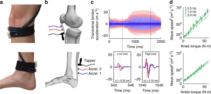 Gauging force by tapping tendons | Nature Communications