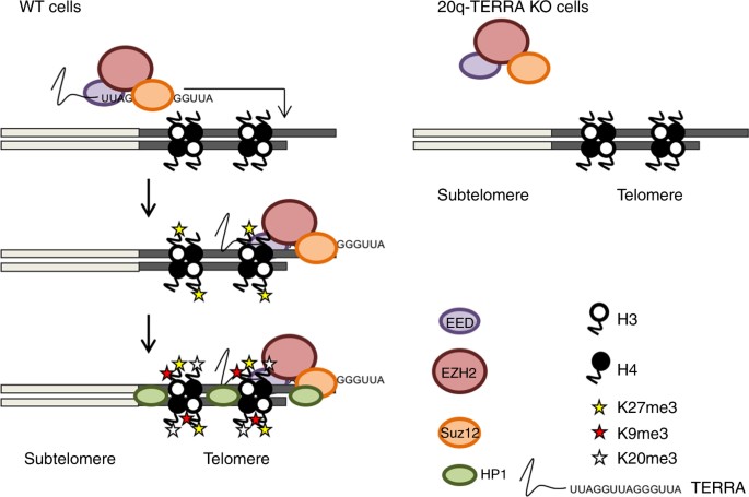 TERRA recruitment of polycomb to telomeres is essential for histone ...