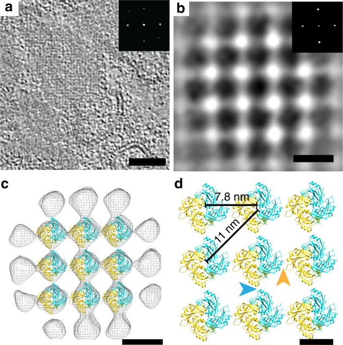 Promotion of virus assembly and organization by the measles virus ...