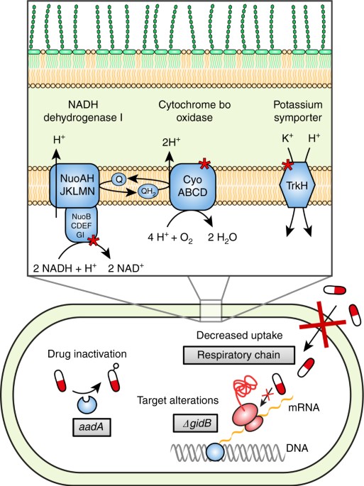 Evolution of high-level resistance during low-level antibiotic exposure ...
