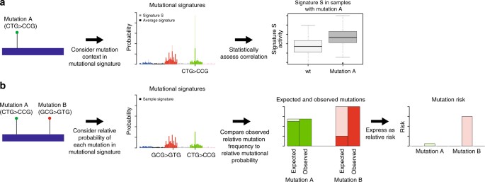 The effects of mutational processes and selection on driver mutations ...
