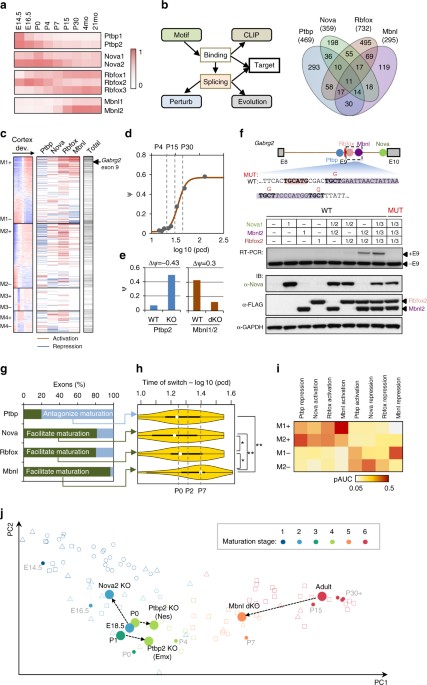 Precise temporal regulation of alternative splicing during neural ...