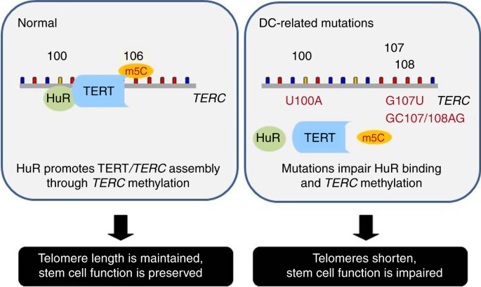 HuR regulates telomerase activity through TERC methylation | Nature ...