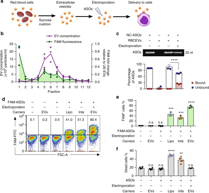 Efficient RNA drug delivery using red blood cell extracellular vesicles ...