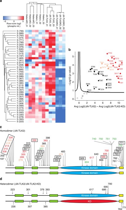 Molecular basis of Tousled-Like Kinase 2 activation | Nature Communications