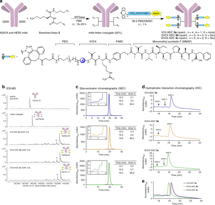 Glutamic acid–valine–citrulline linkers ensure stability and efficacy ...