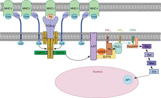 Nonstimulatory peptide–MHC enhances human T-cell antigen-specific ...