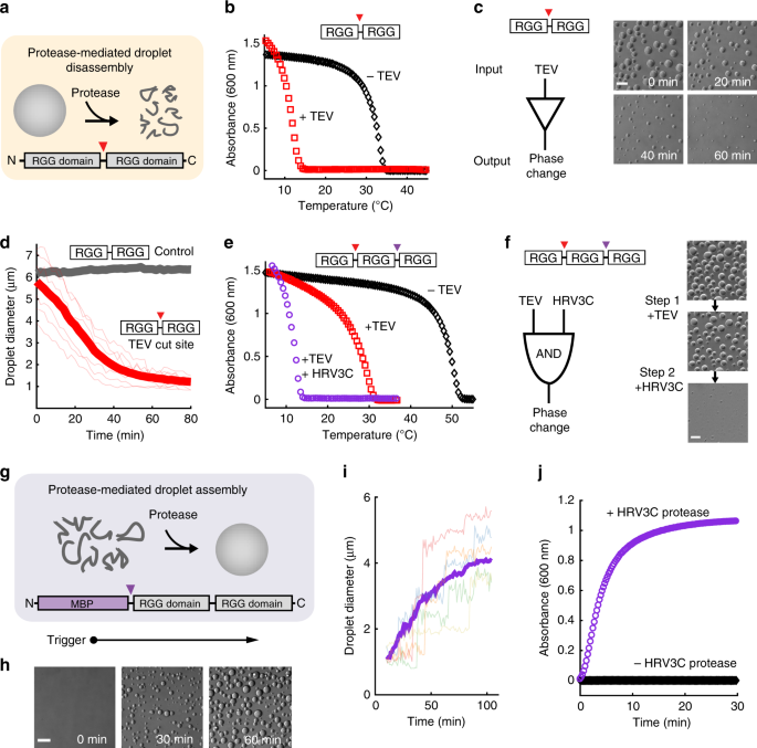 Controllable protein phase separation and modular recruitment to form ...