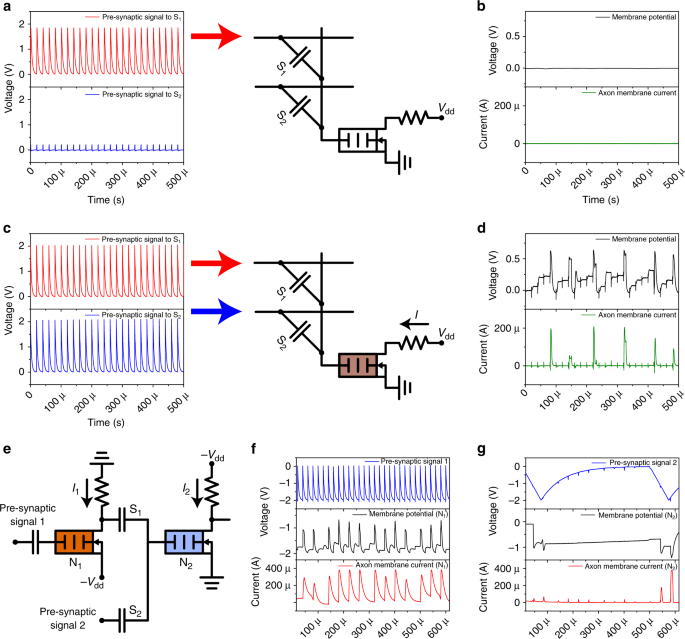 Capacitive neural network with neuro-transistors | Nature Communications