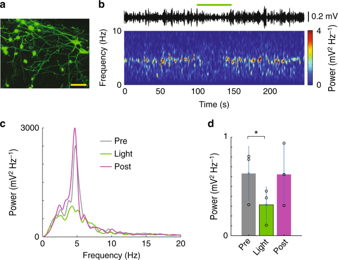 Ventral hippocampal OLM cells control type 2 theta oscillations and ...