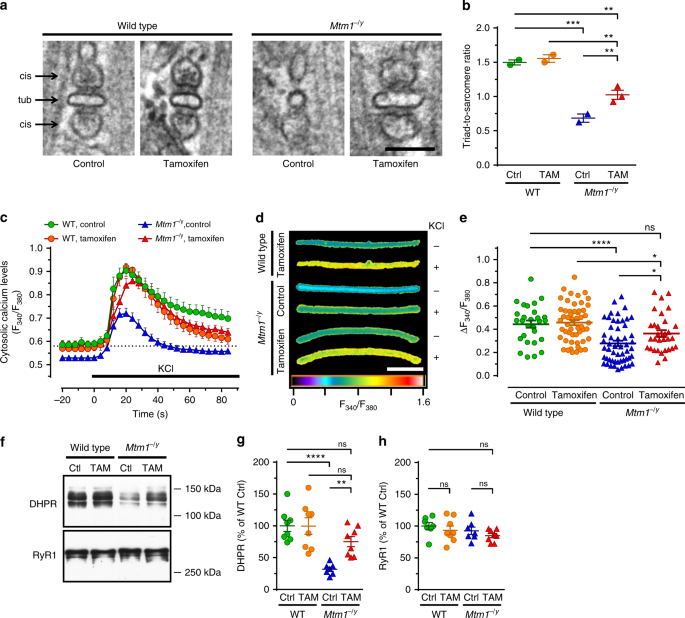 Tamoxifen prolongs survival and alleviates symptoms in mice with fatal ...