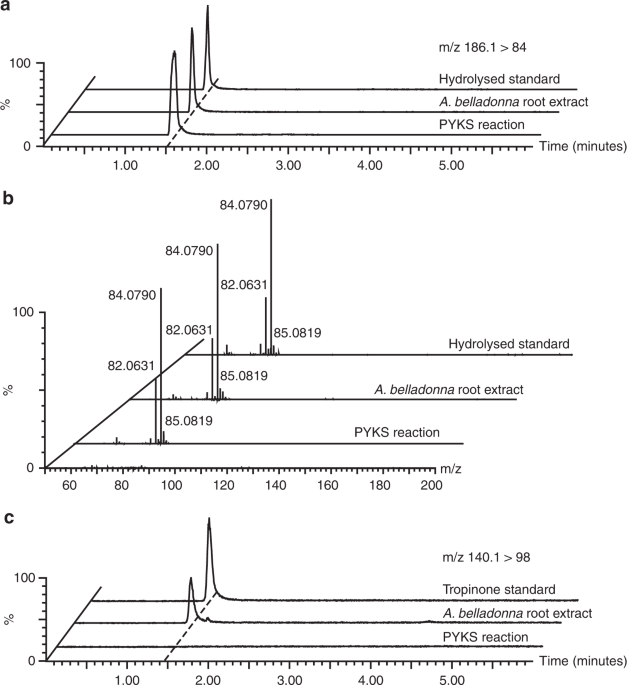 Tropinone synthesis via an atypical polyketide synthase and P450 ...