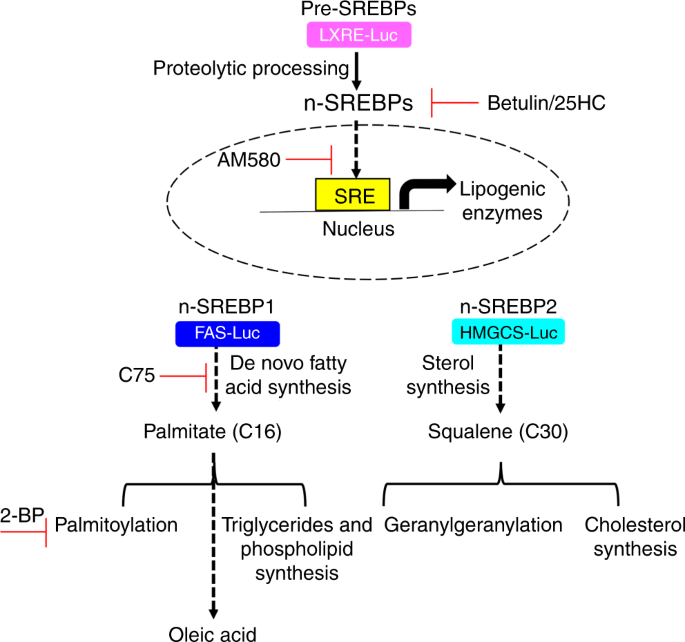 SREBP-dependent lipidomic reprogramming as a broad-spectrum antiviral ...