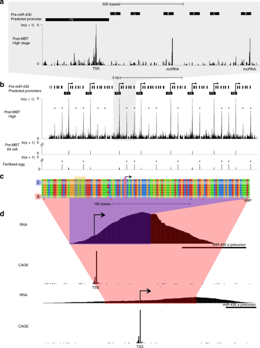 A cell cycle-coordinated Polymerase II transcription compartment ...