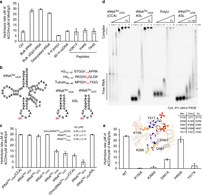 The Elongator subunit Elp3 is a non-canonical tRNA acetyltransferase ...