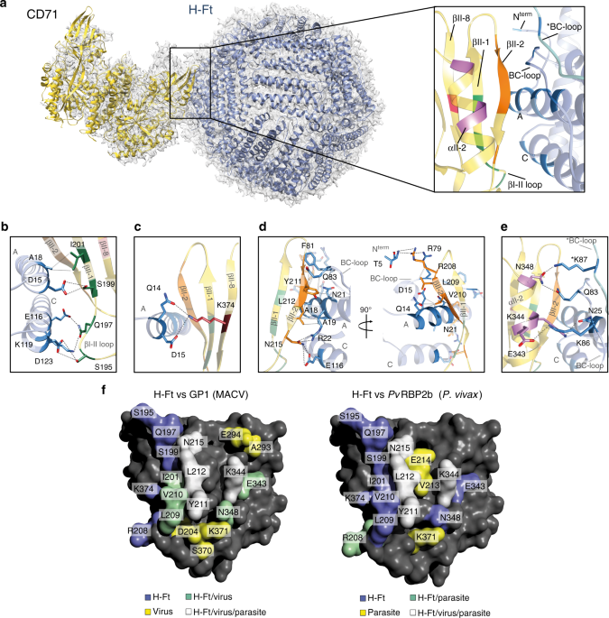 Cryo-EM structure of the human ferritin–transferrin receptor 1 complex ...