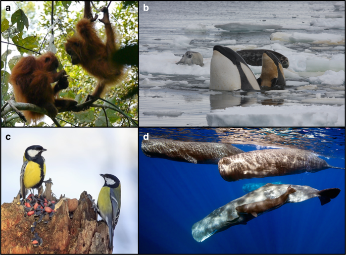 The reach of gene–culture coevolution in animals | Nature Communications