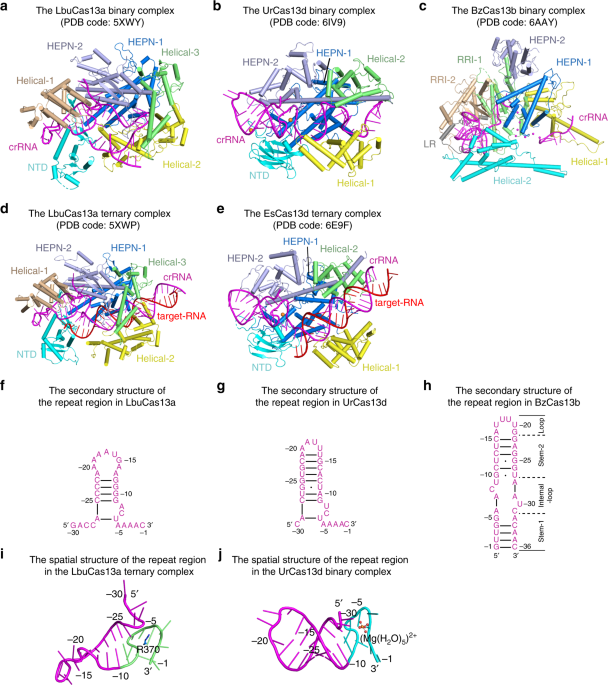 Two HEPN domains dictate CRISPR RNA maturation and target cleavage in ...