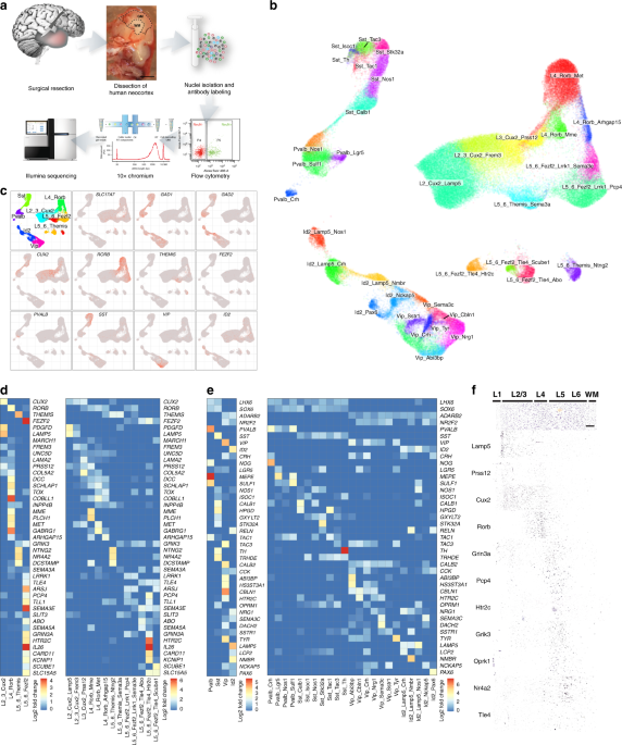 Identification of epilepsy-associated neuronal subtypes and gene ...