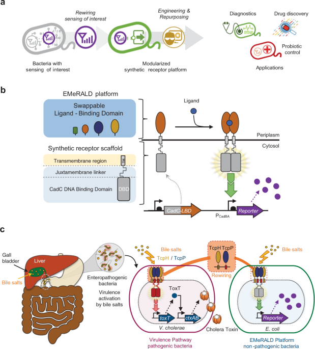 Programmable receptors enable bacterial biosensors to detect ...