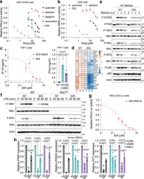 Pharmacological inhibition of TBK1/IKKε blunts immunopathology in a murine model of SARS-CoV-2 ...