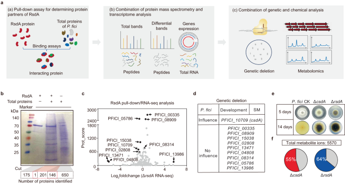 Fungal secondary metabolism is governed by an RNA-binding protein CsdA ...