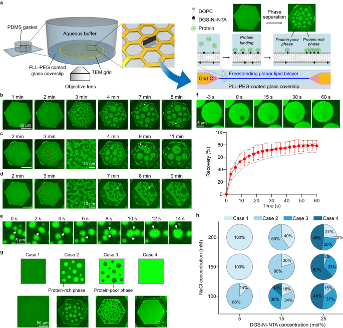 Transmembrane coupling of liquid-like protein condensates | Nature ...