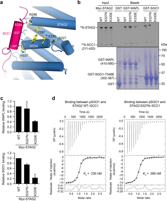 Familial STAG2 germline mutation defines a new human cohesinopathy ...