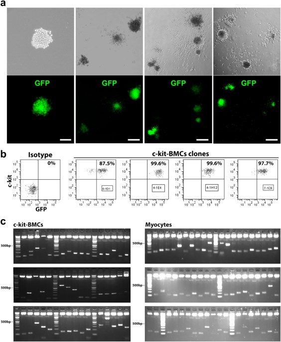 Single-cell analysis of the fate of c-kit-positive bone marrow cells ...