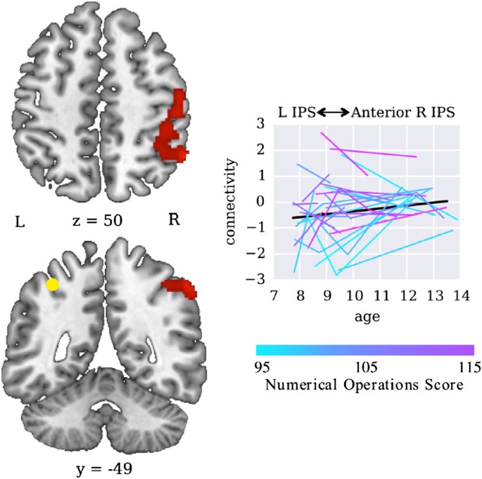 Mechanisms of interactive specialization and emergence of functional ...