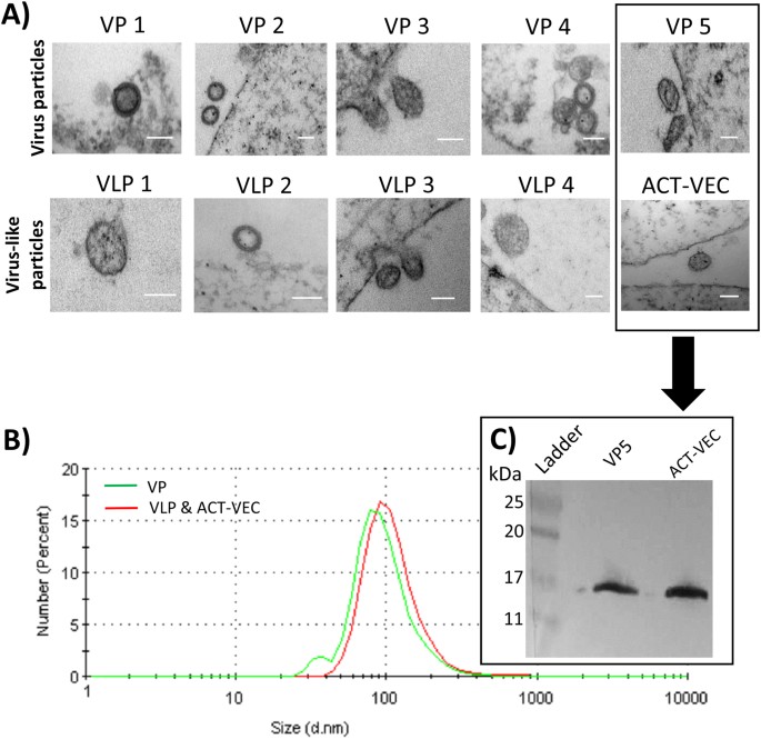 A heterogeneous human immunodeficiency virus-like particle (VLP ...
