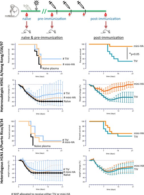 Mini-hemagglutinin vaccination induces cross-reactive antibodies in pre ...